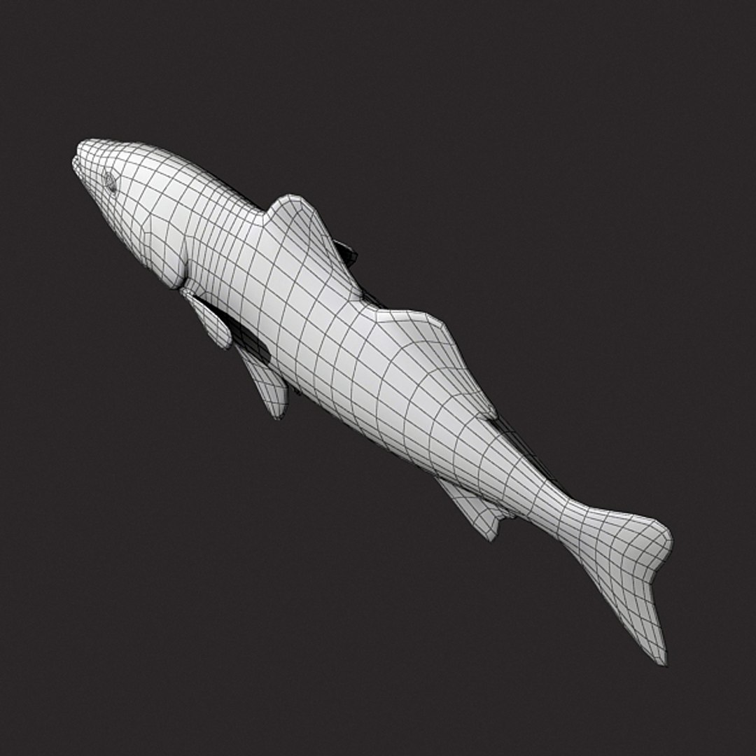 sea bass fish 3d model