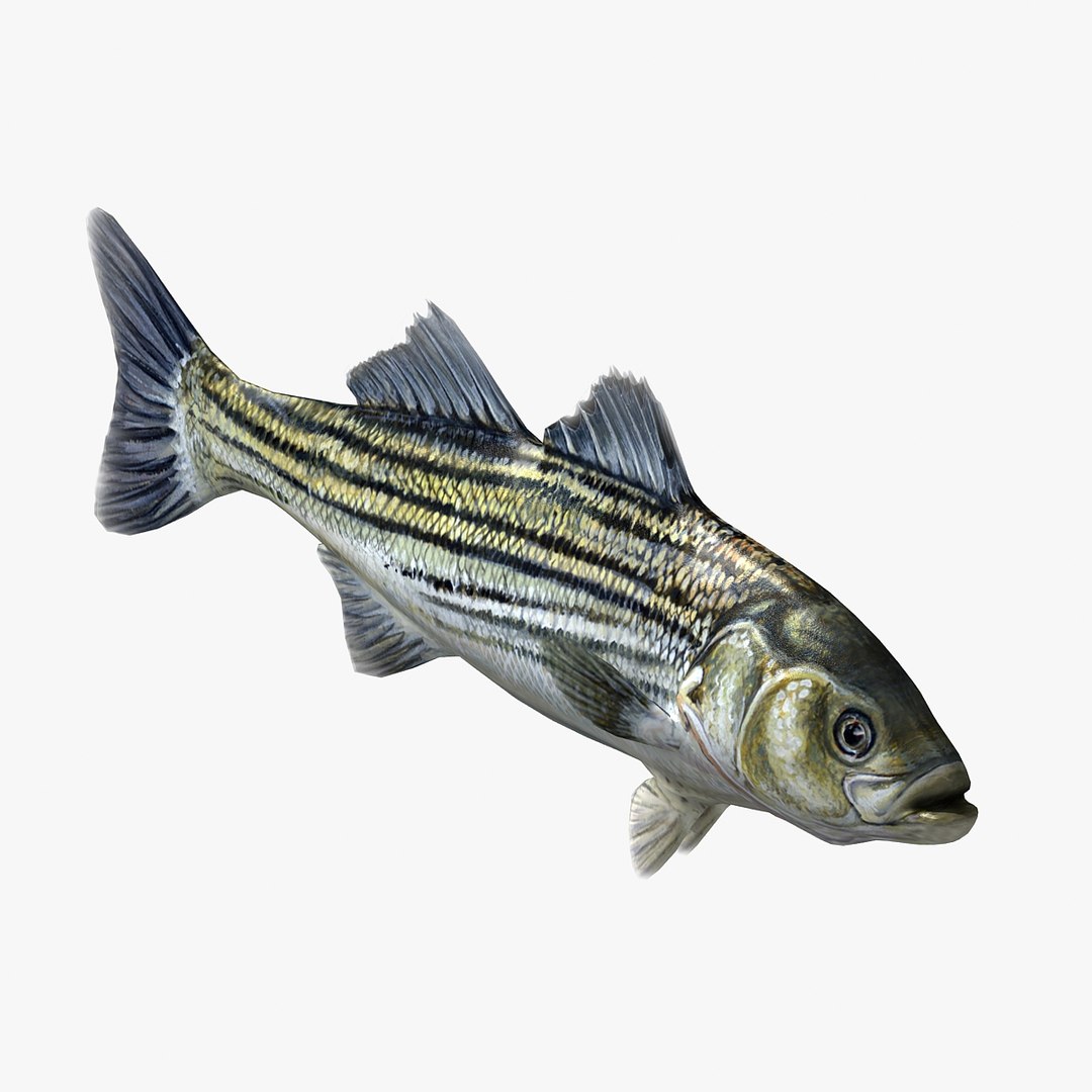 sea bass fish 3d model