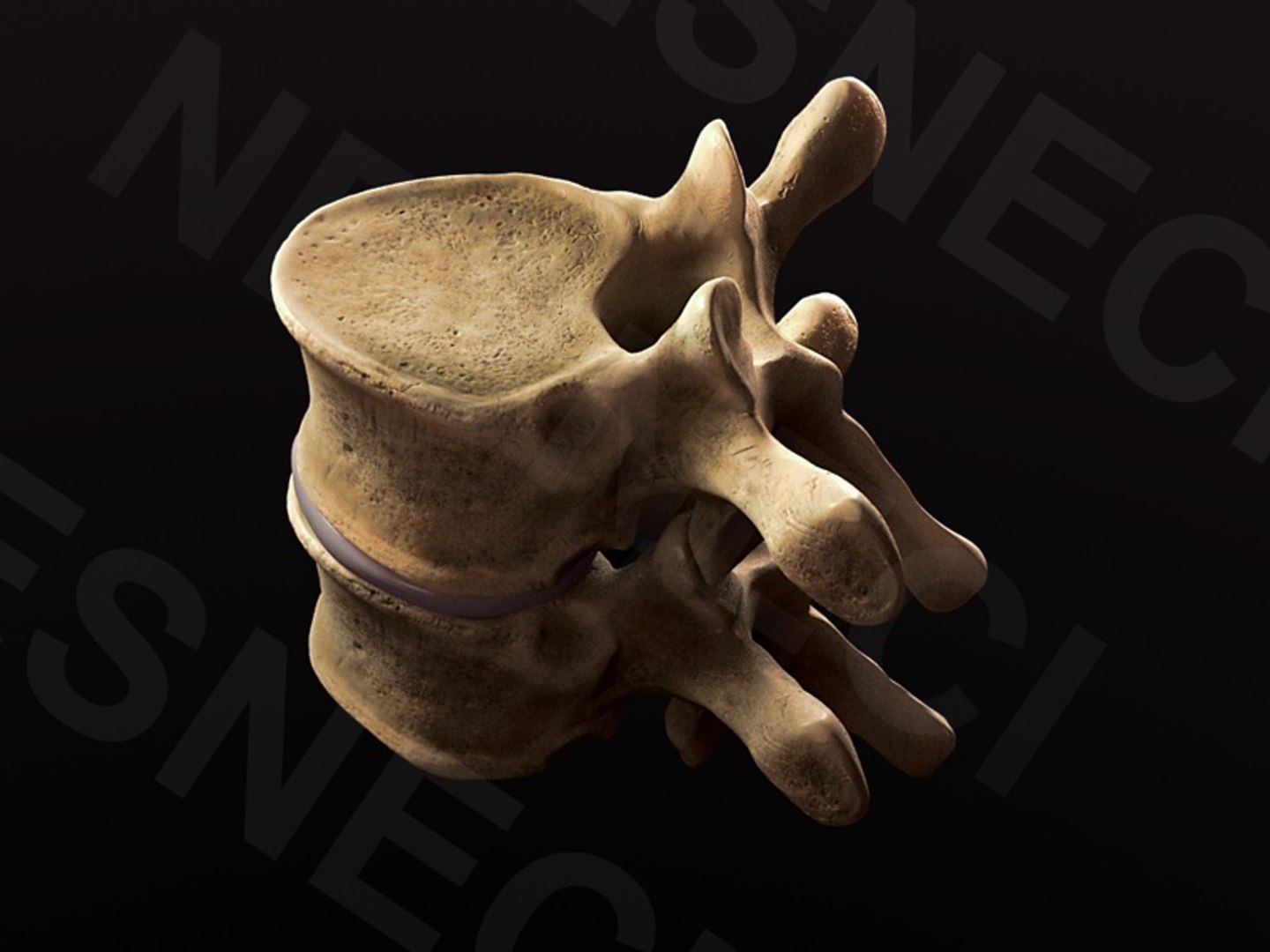 Obj Vertebrae T6 T7