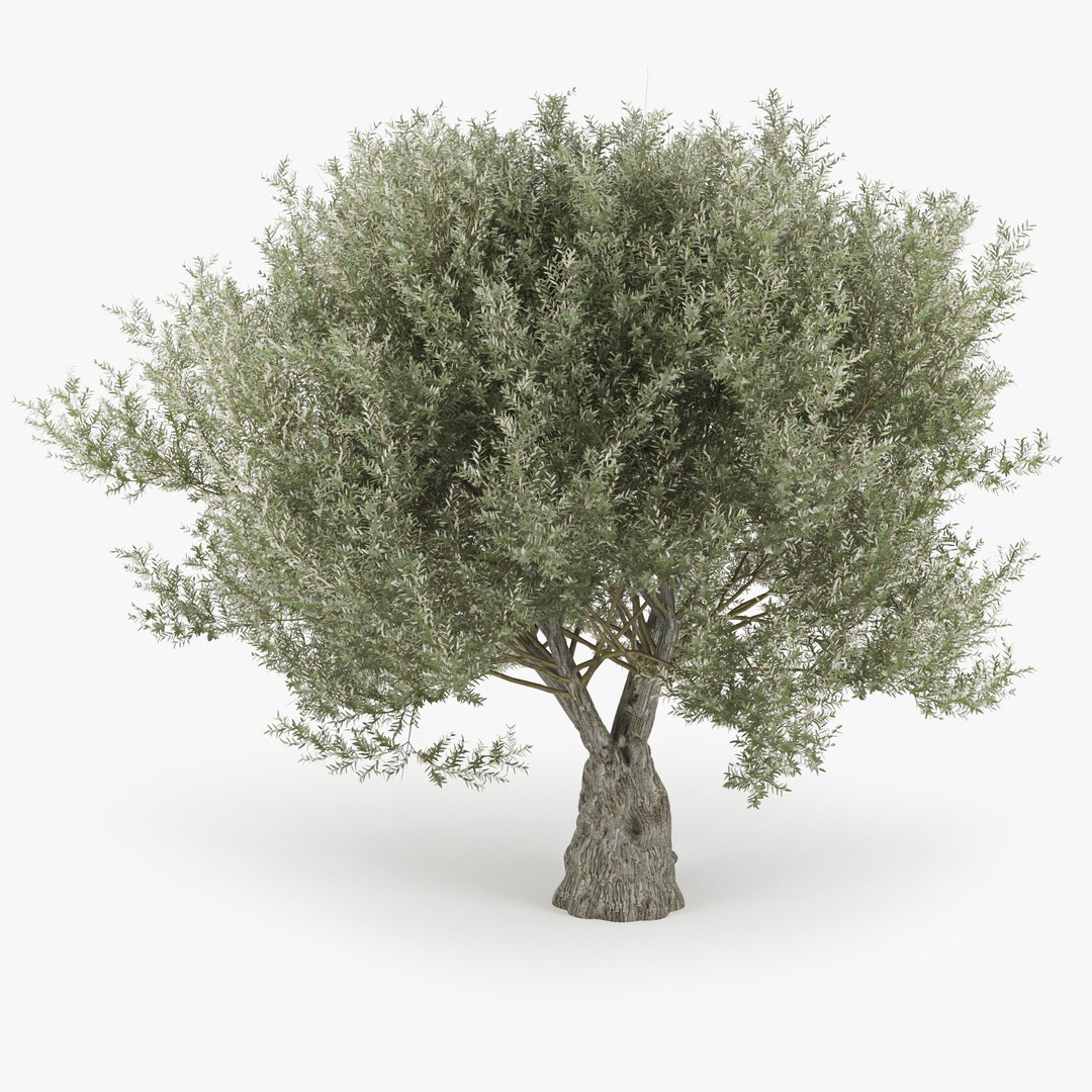 3D Olea Europaea - TurboSquid 1327857