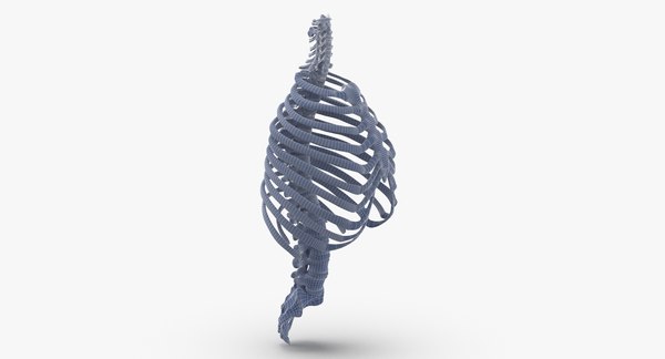 3D human rib thoracic cage - TurboSquid 1607899