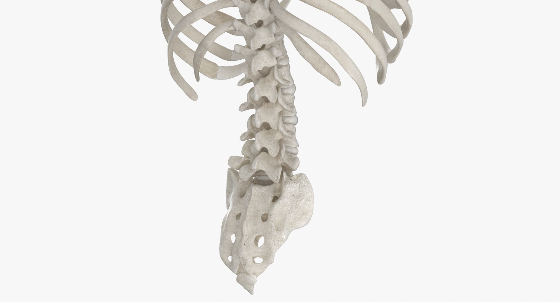 3D human rib thoracic cage - TurboSquid 1607899