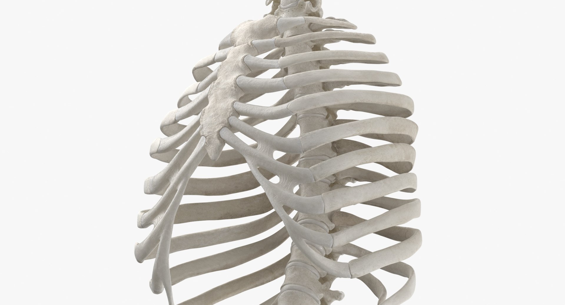 3D human rib thoracic cage - TurboSquid 1607899