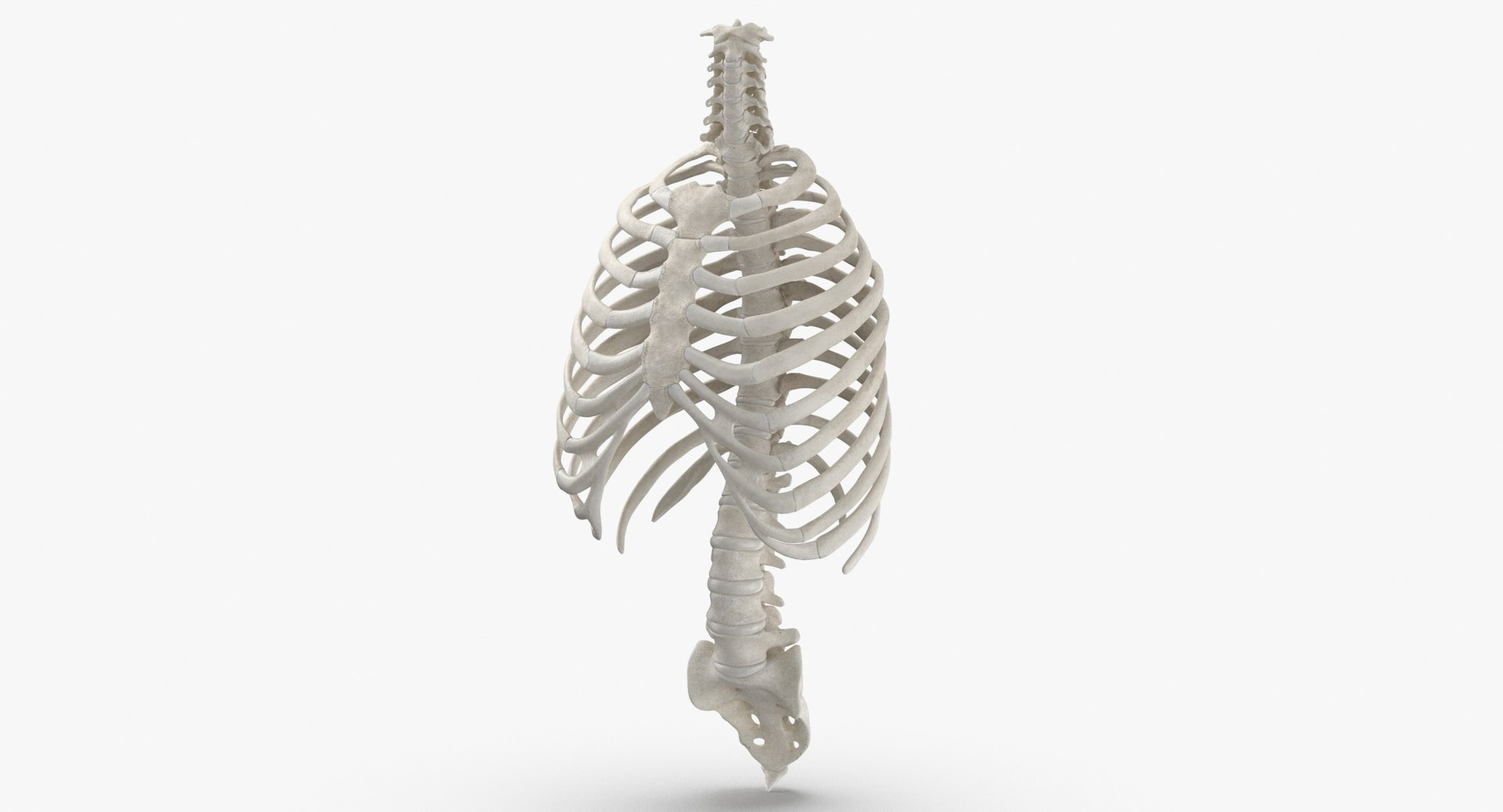 3D human rib thoracic cage - TurboSquid 1607899