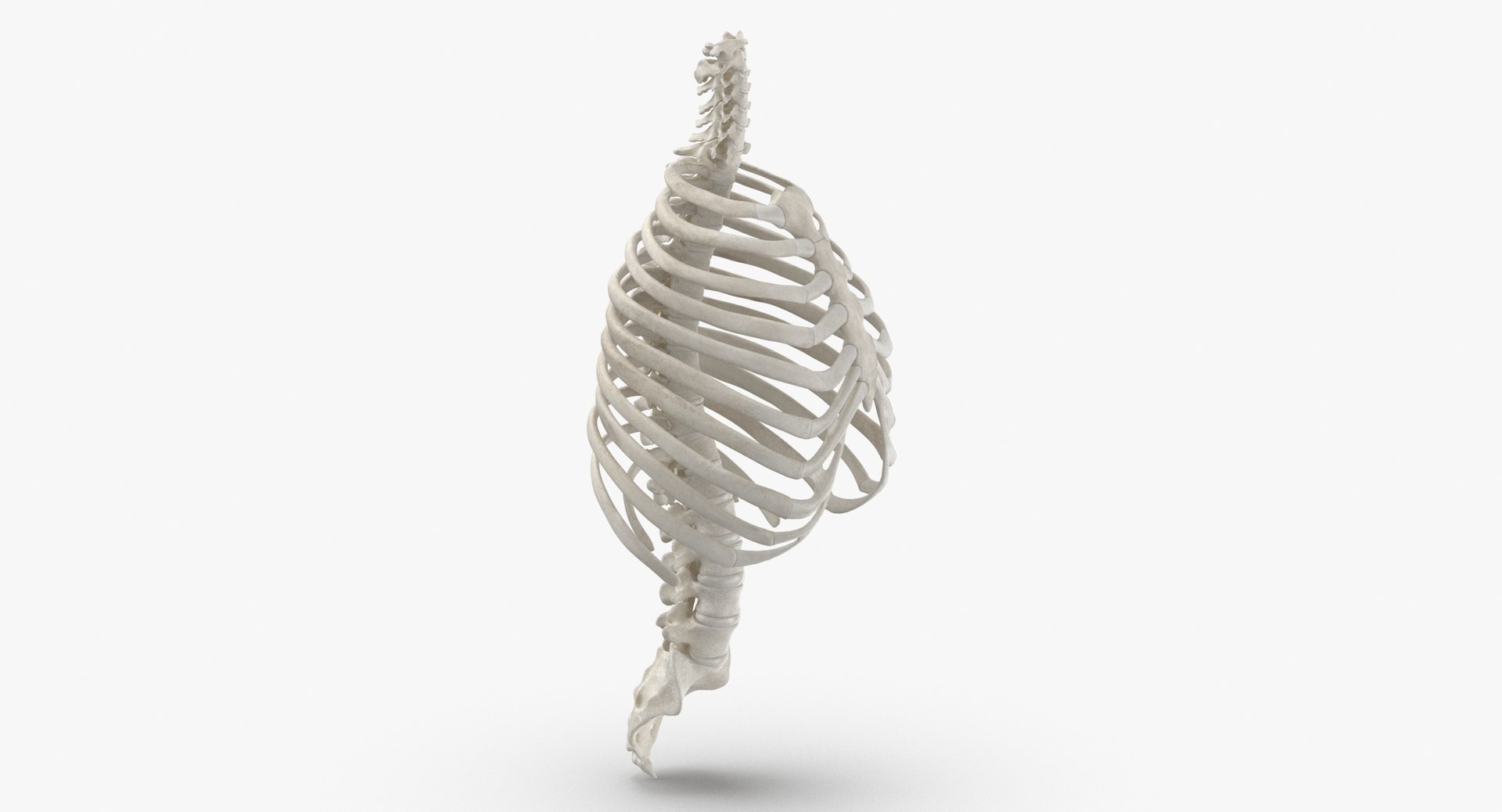 3D human rib thoracic cage - TurboSquid 1607899