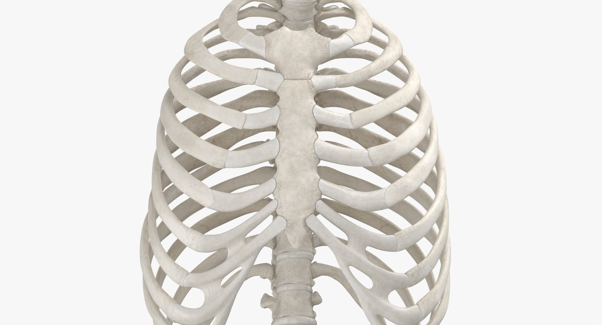 3D human rib thoracic cage - TurboSquid 1607899