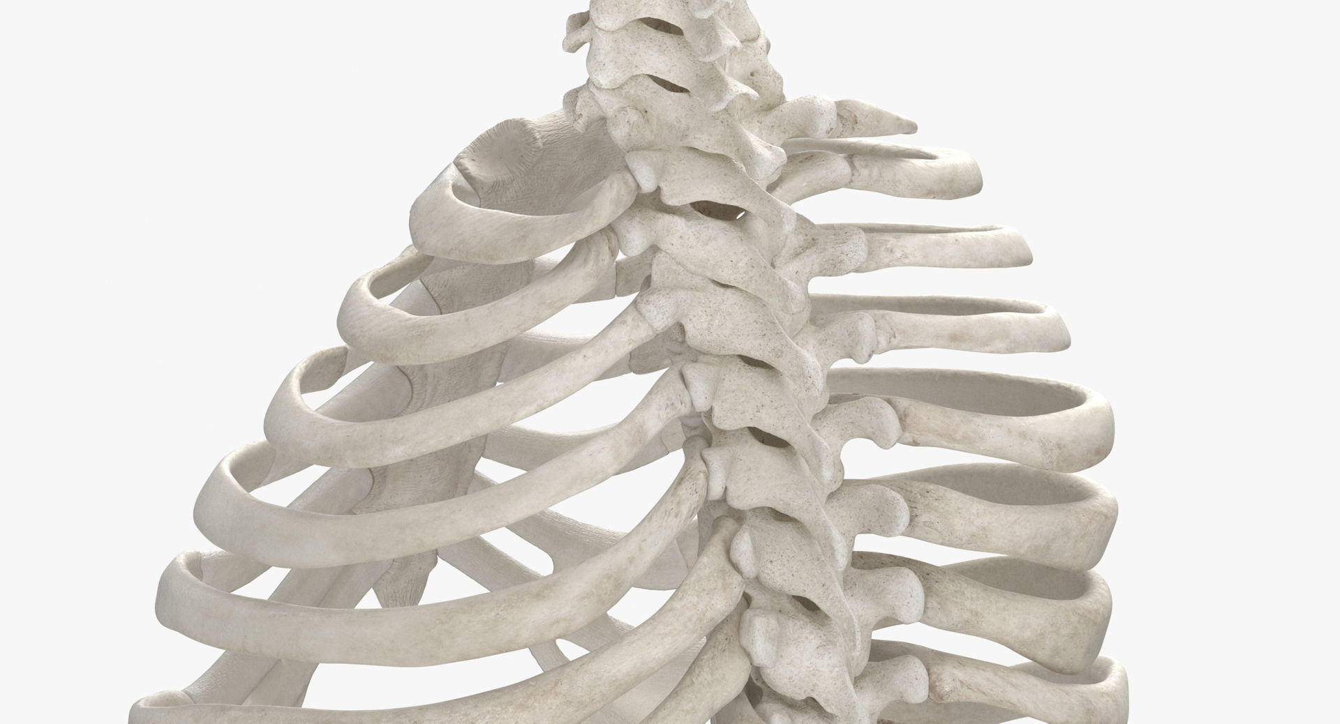 3D human rib thoracic cage - TurboSquid 1607899