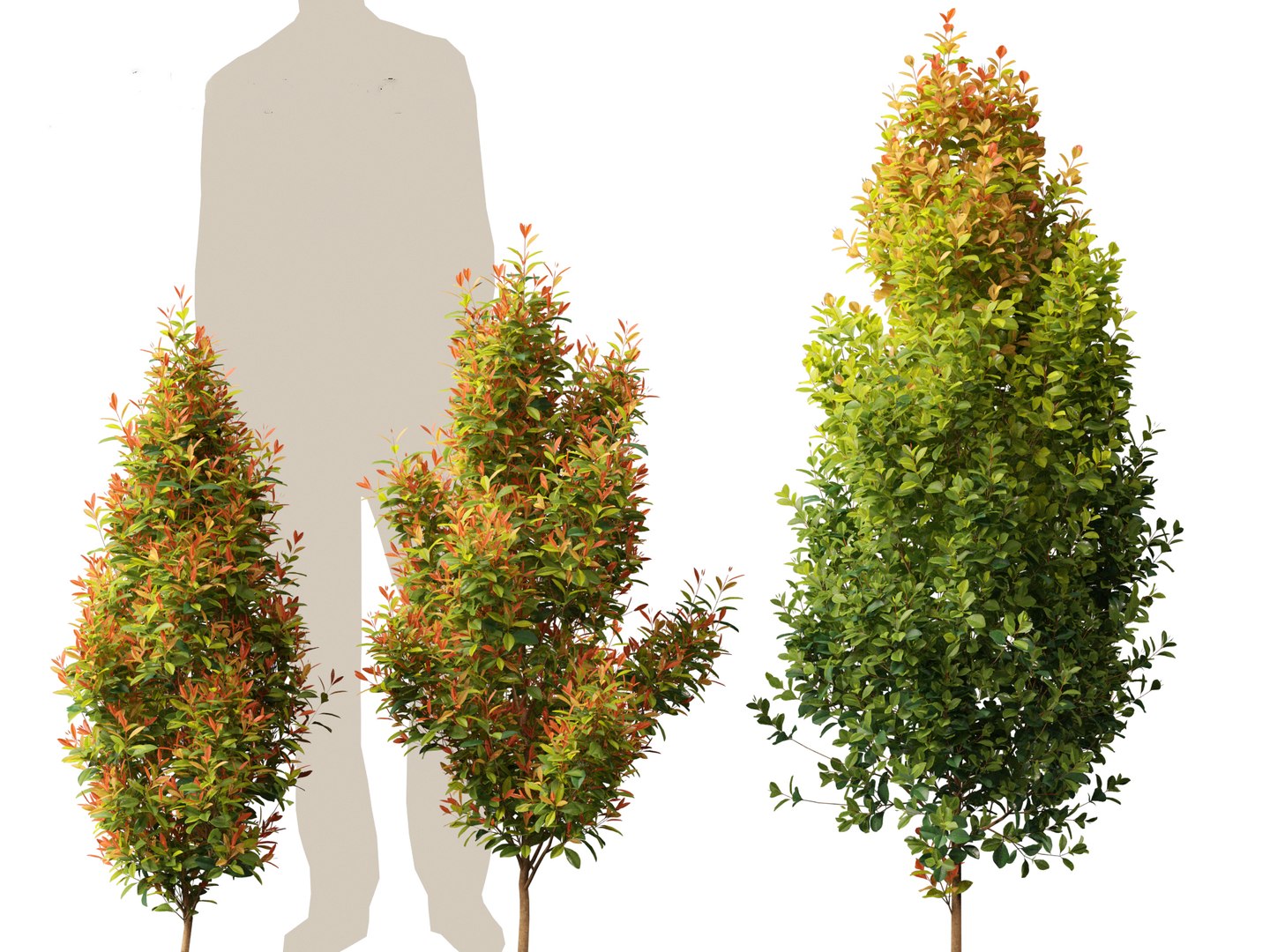 3D Syzygium Paniculatum Backyard Bliss - Magenta Cherry - TurboSquid ...