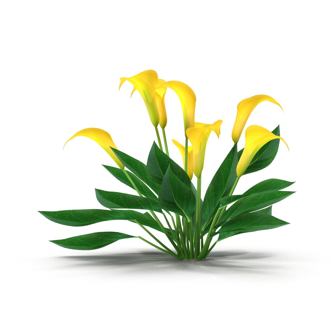 3d model calla lily
