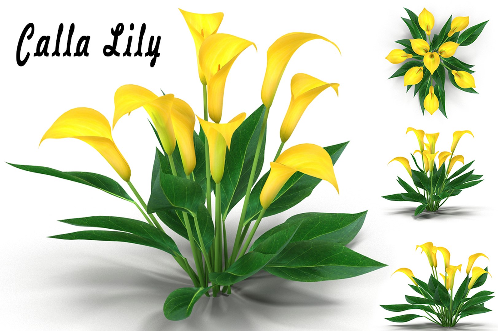 3d model calla lily