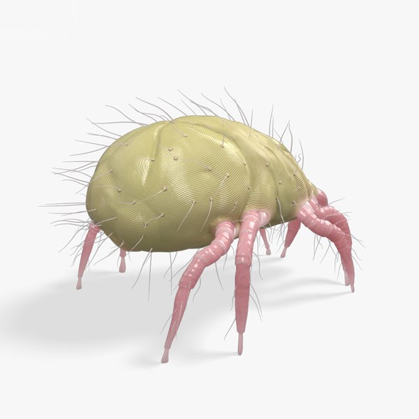 3D dust mite model - TurboSquid 1550870