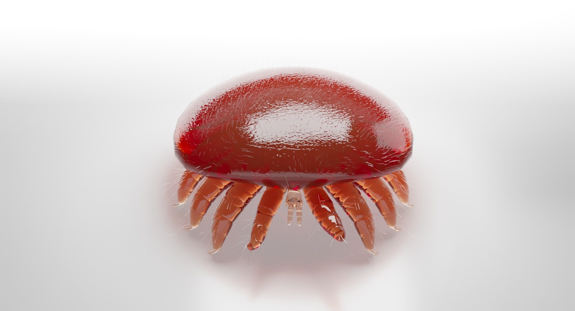 3D Varroa Destructor - TurboSquid 1317391