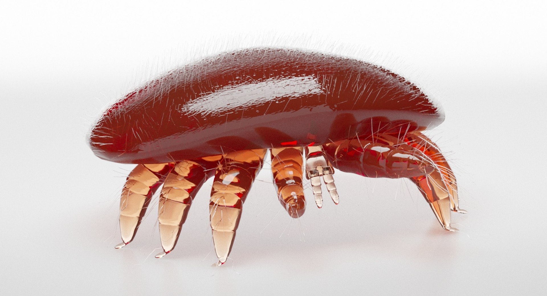 3D Varroa Destructor - TurboSquid 1317391