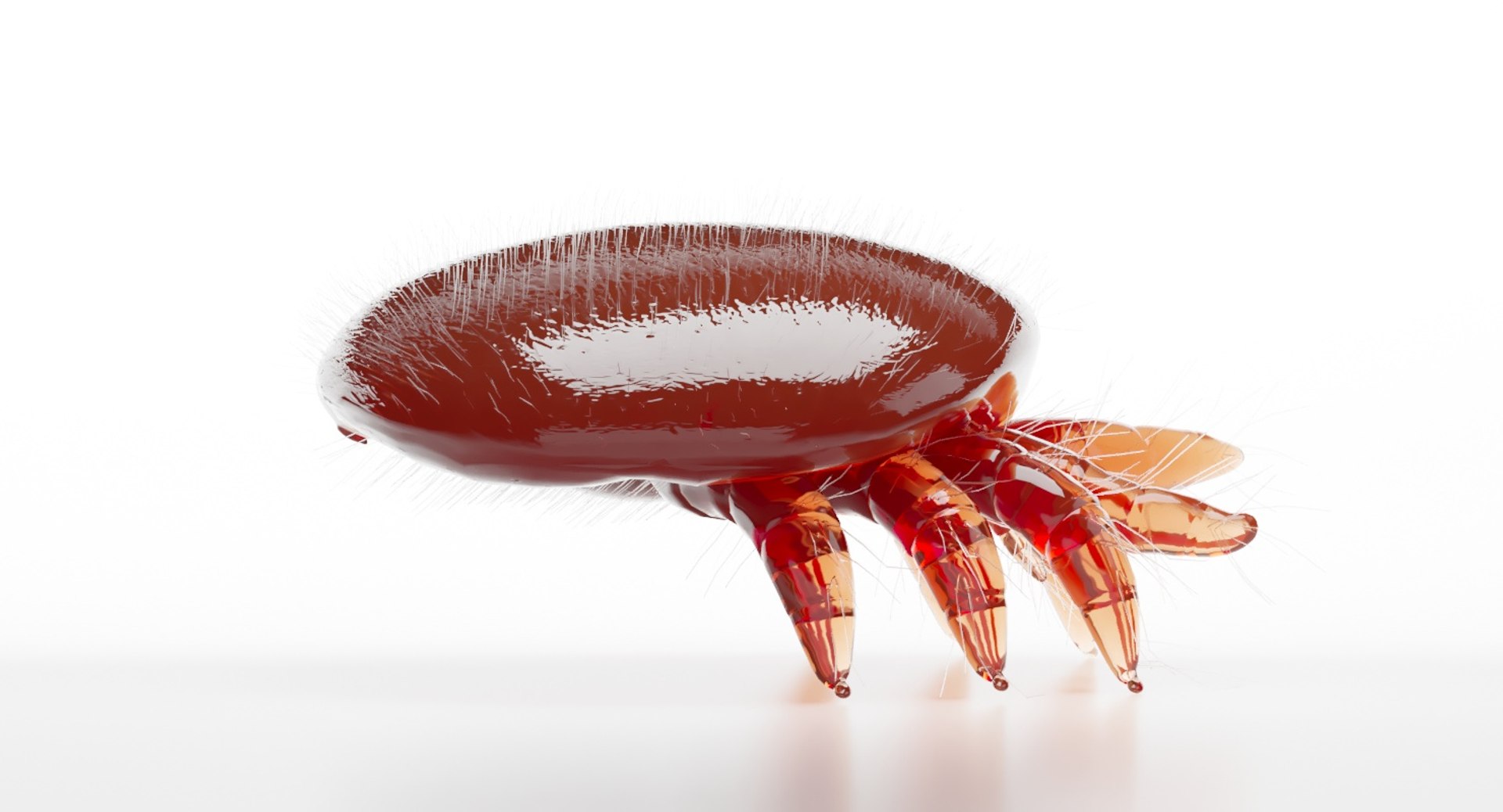 3D Varroa Destructor - TurboSquid 1317391