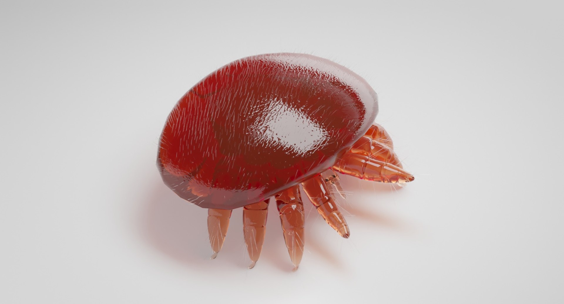 3D Varroa Destructor - TurboSquid 1317391