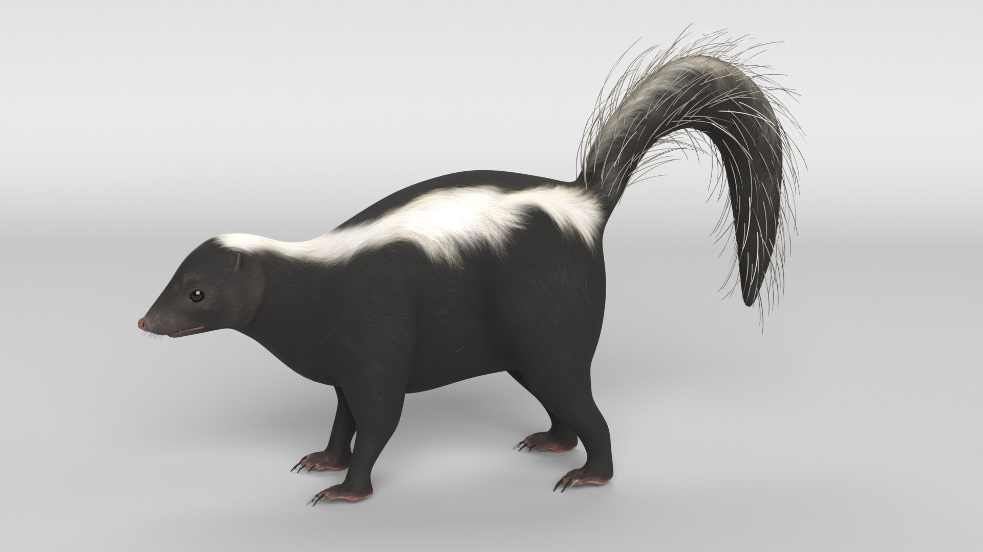 3D Skunk Animal Mammal Model - TurboSquid 1684953