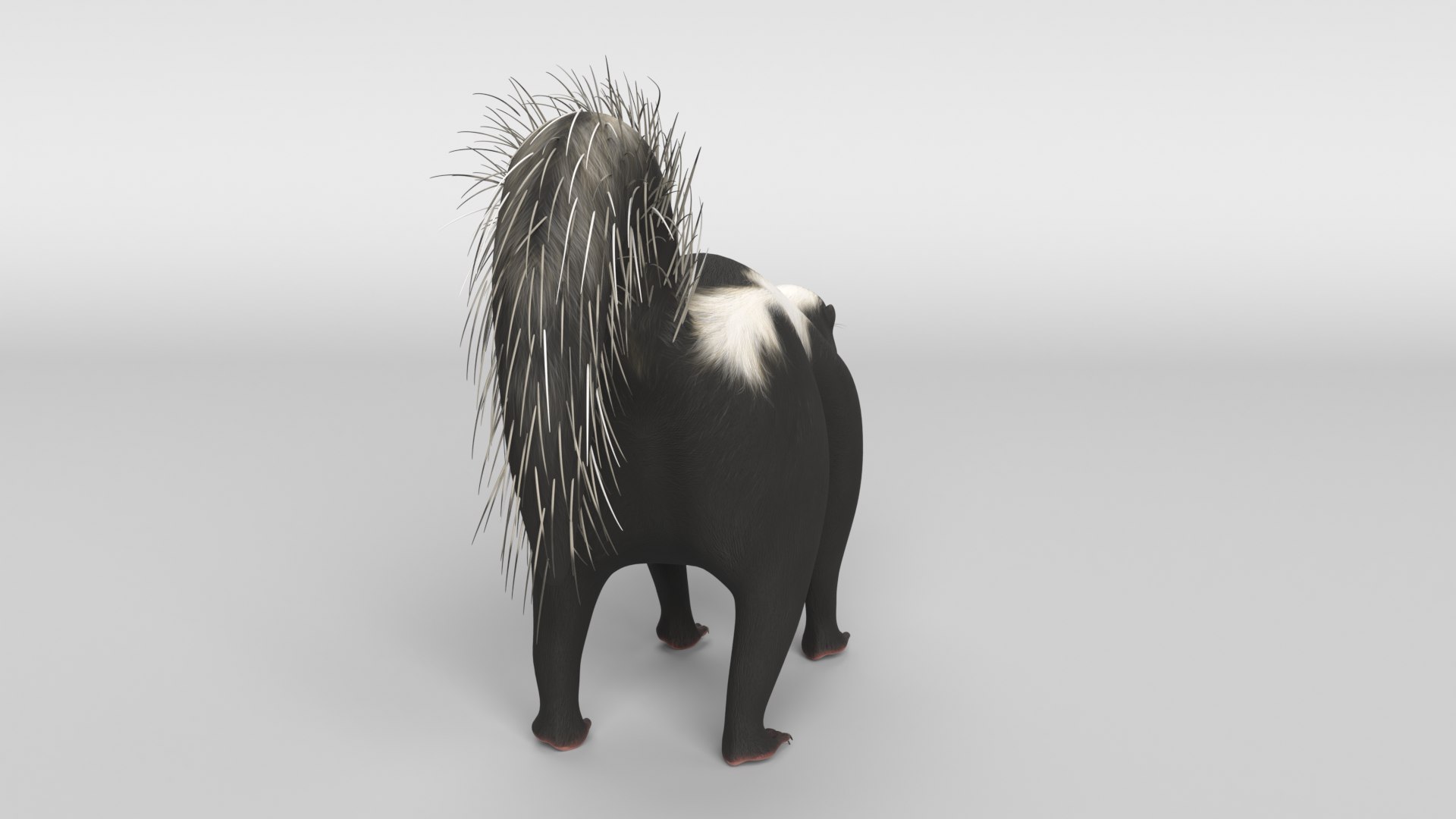 3D Skunk Animal Mammal Model - TurboSquid 1684953
