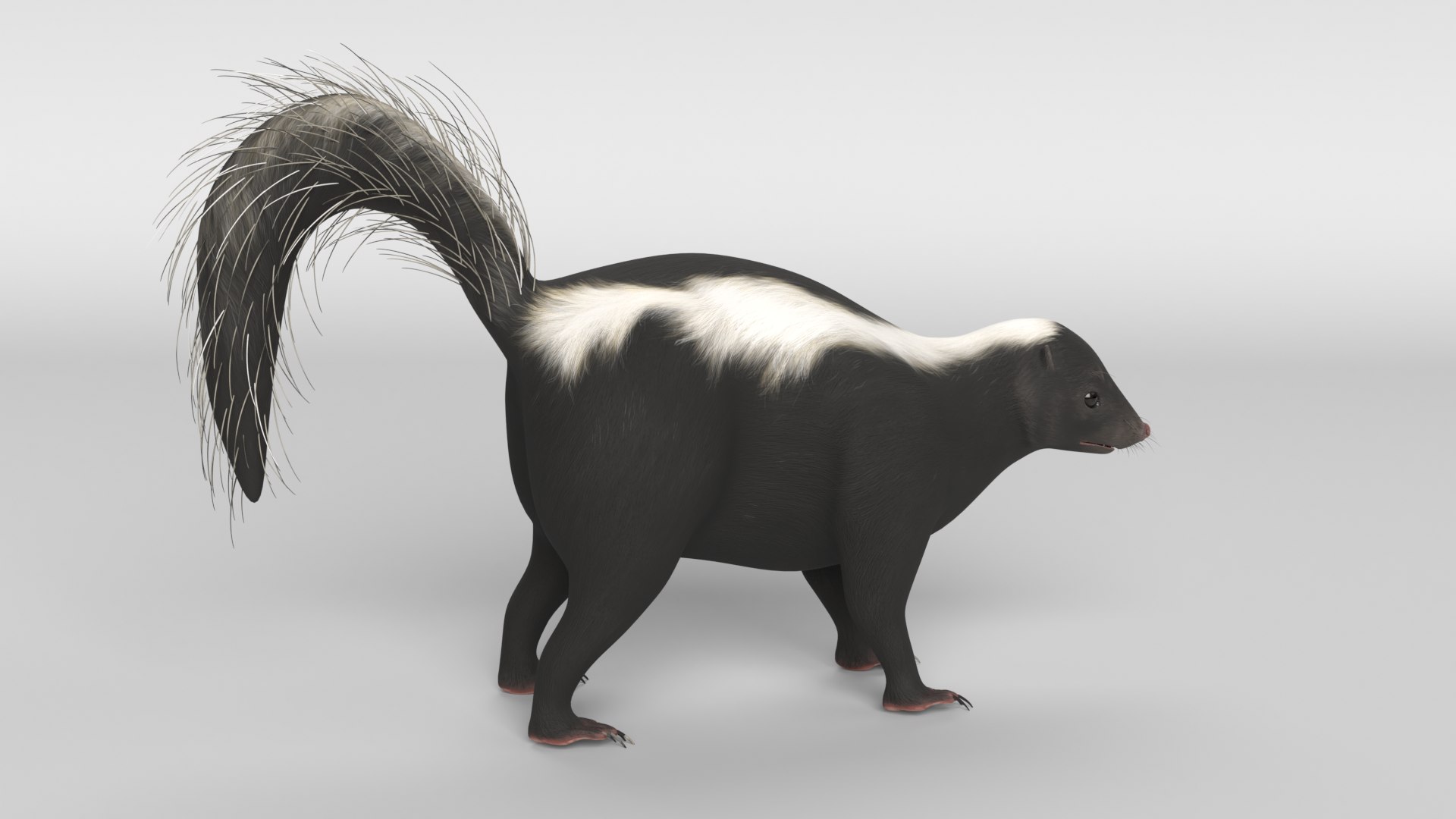 3D Skunk Animal Mammal Model - TurboSquid 1684953
