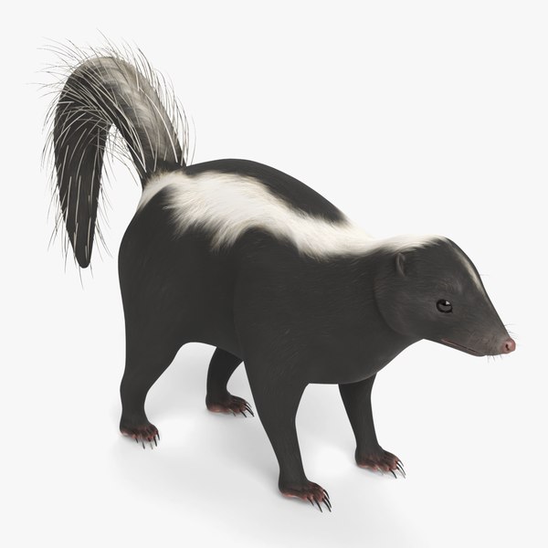 3D skunk animal mammal model - TurboSquid 1684953