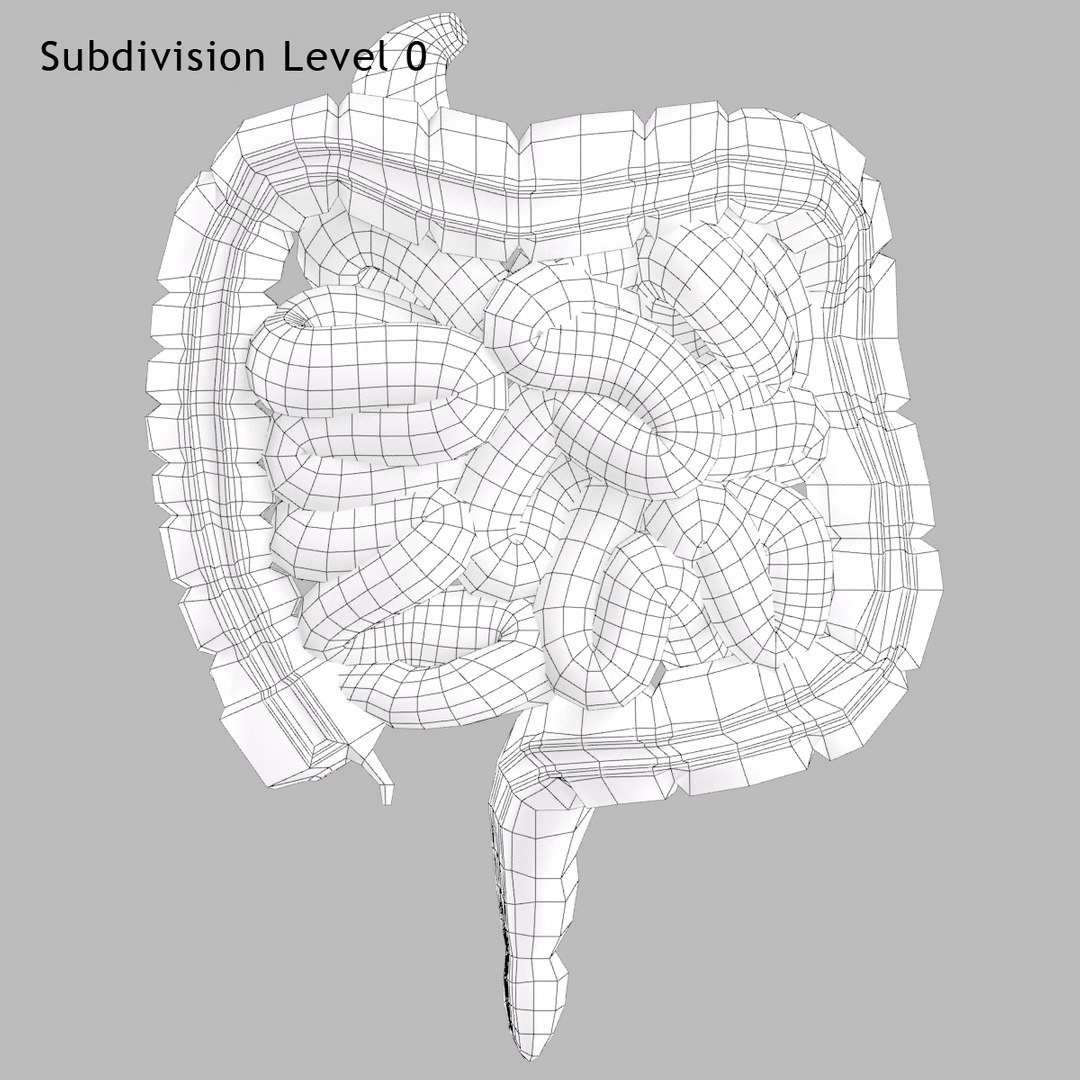 3d Intestine Small Large Model