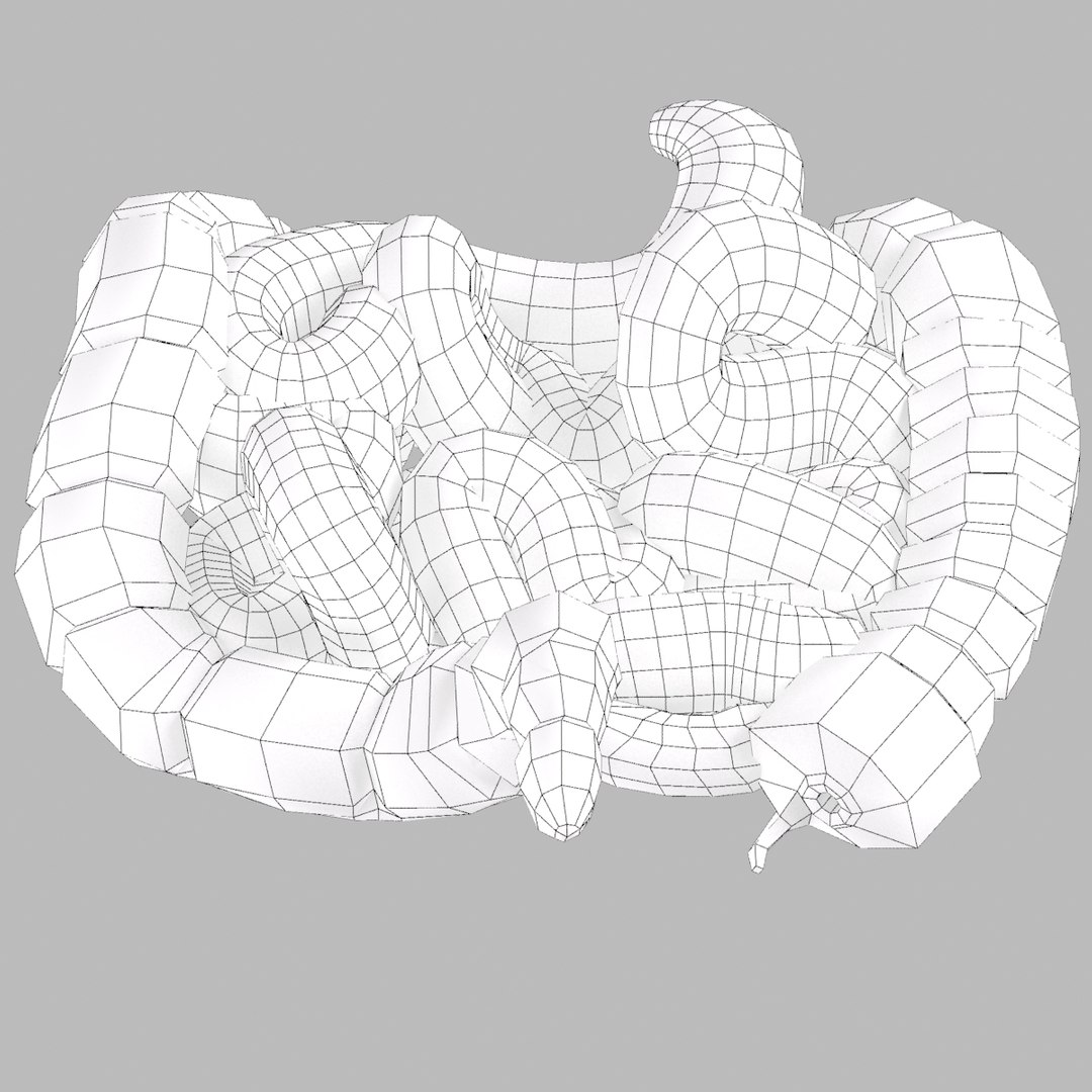 3d Intestine Small Large Model
