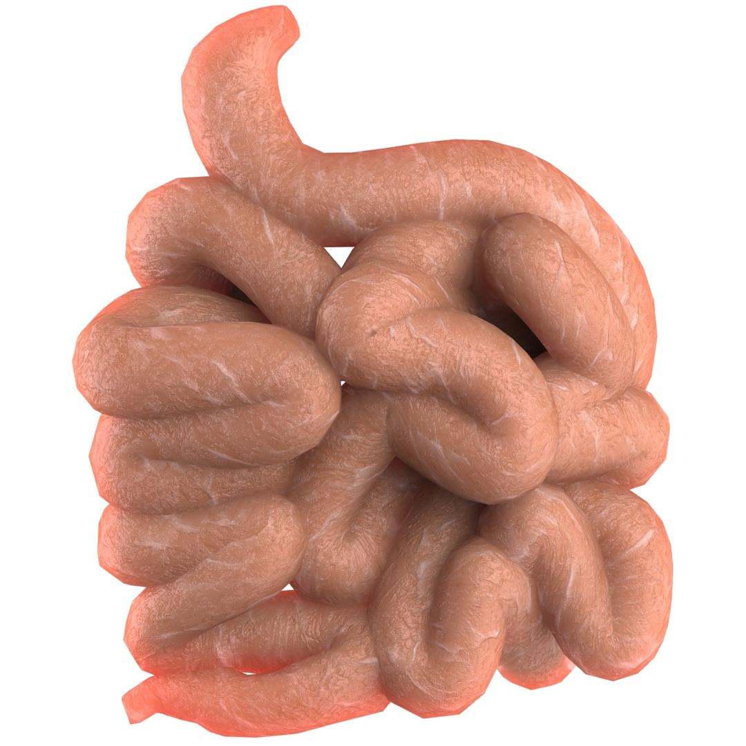 3d Intestine Small Large Model