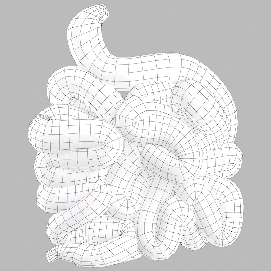 3d Intestine Small Large Model