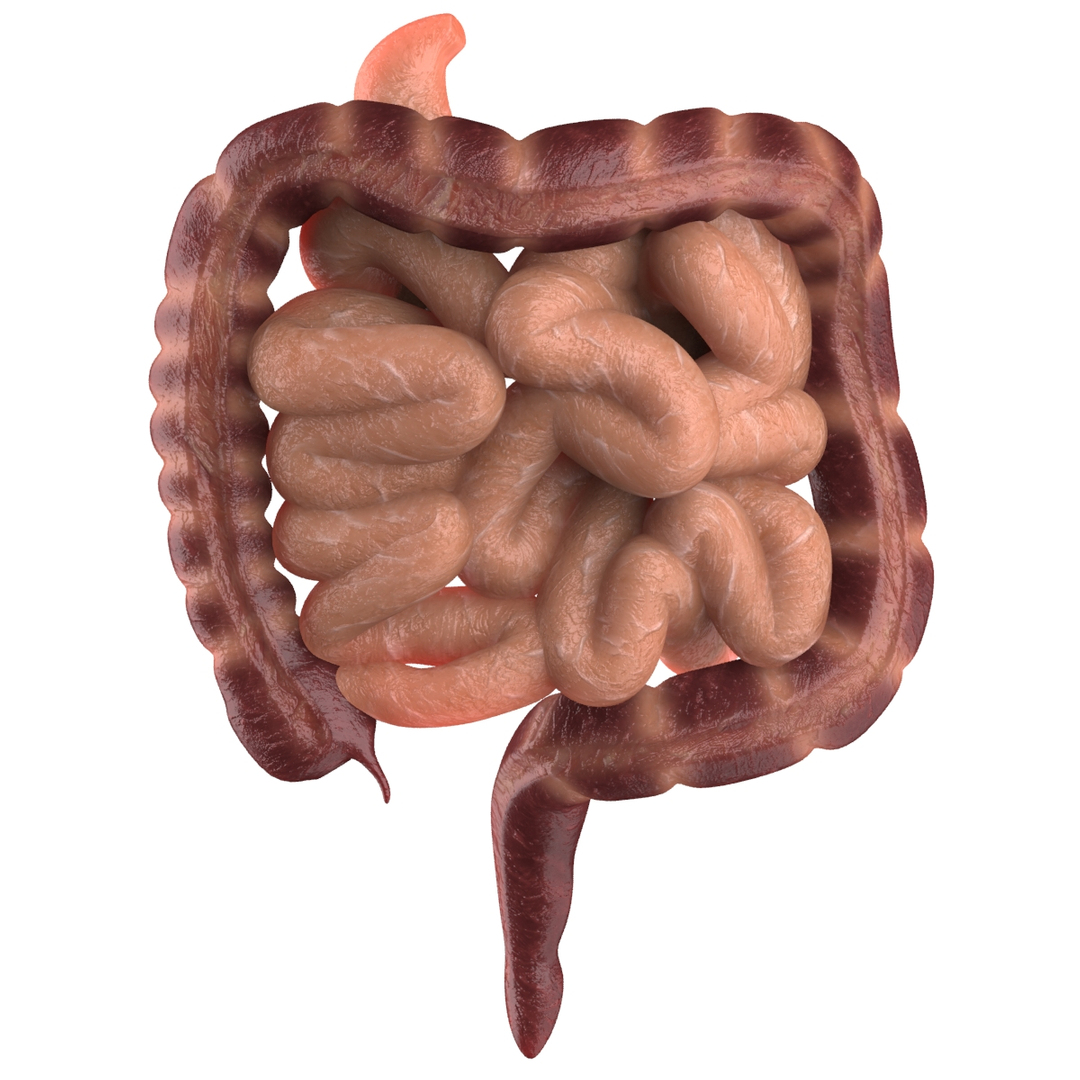 3d Intestine Small Large Model