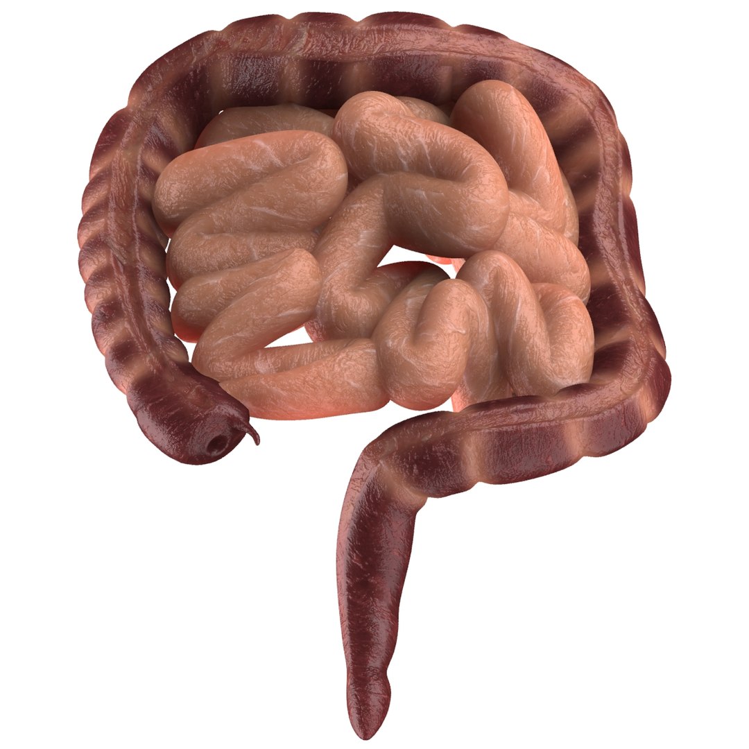3d Intestine Small Large Model
