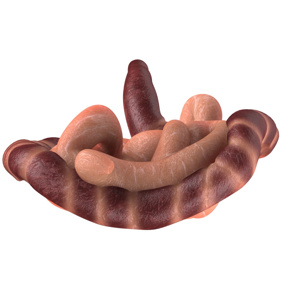 3d Intestine Small Large Model