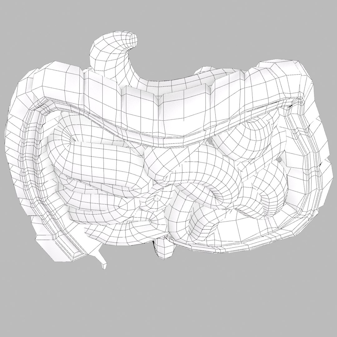 3d Intestine Small Large Model