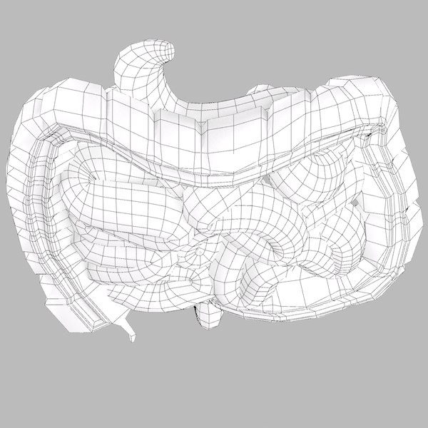 3d intestine small large model