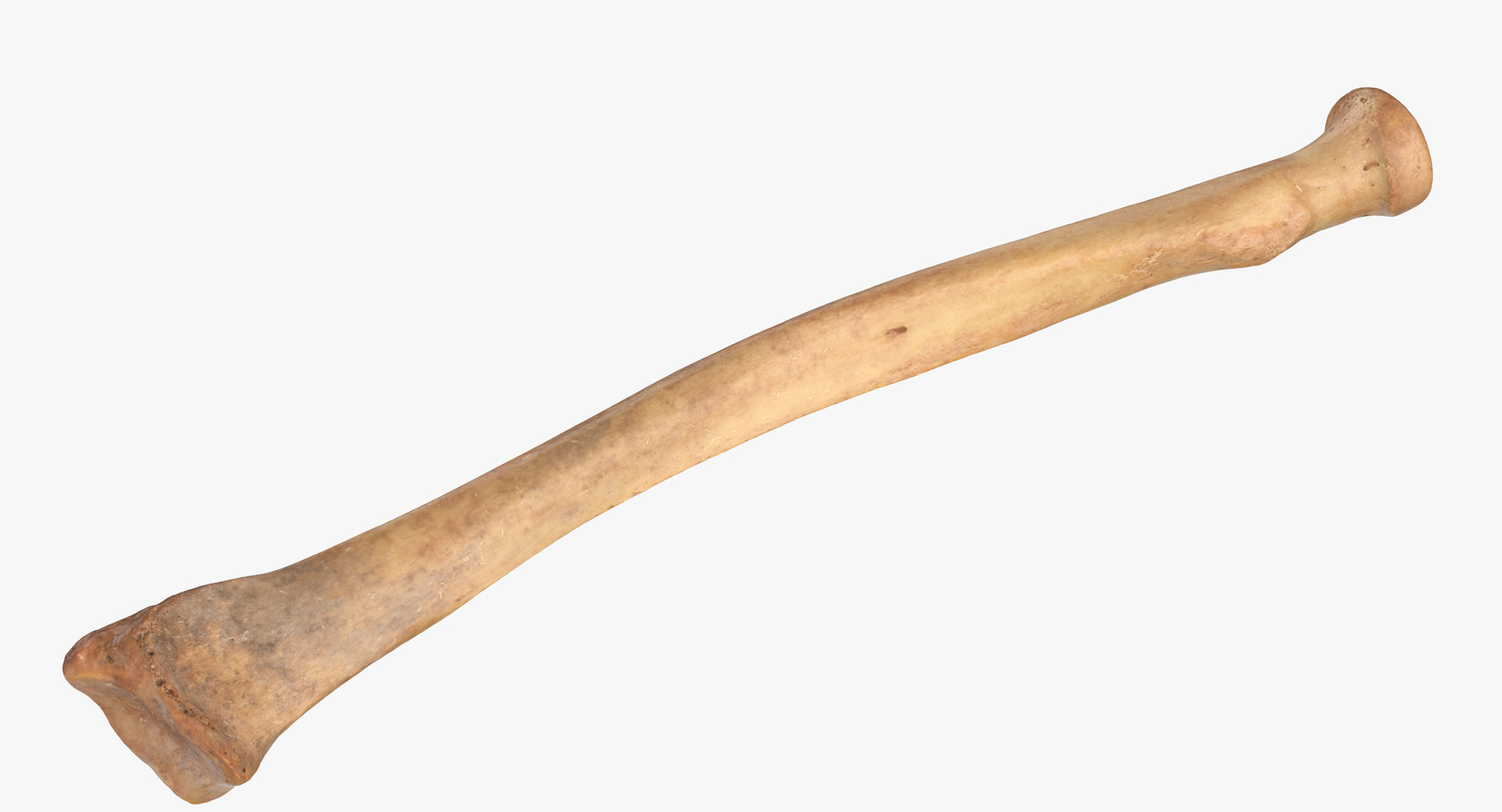 Human Radius Radial Bone Model - TurboSquid 1436397