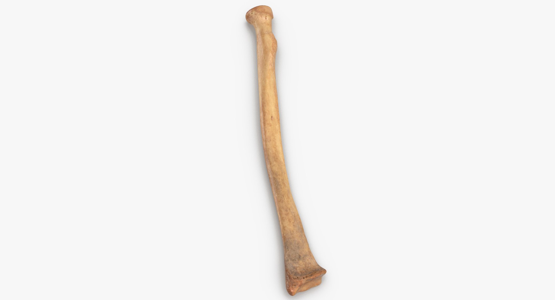 Human Radius Radial Bone Model - TurboSquid 1436397