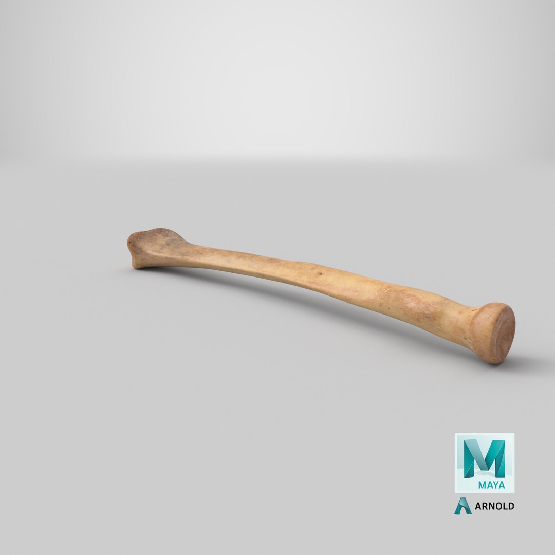 Human radius radial bone model - TurboSquid 1436397