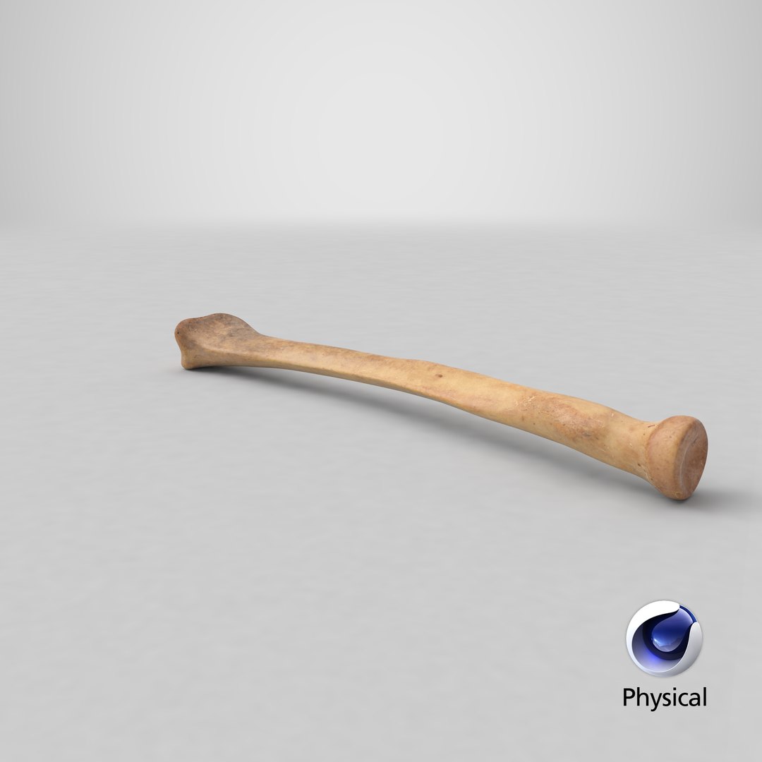Human radius radial bone model - TurboSquid 1436397