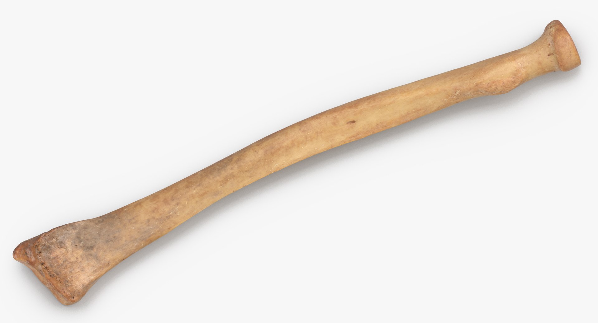 Human Radius Radial Bone Model - TurboSquid 1436397