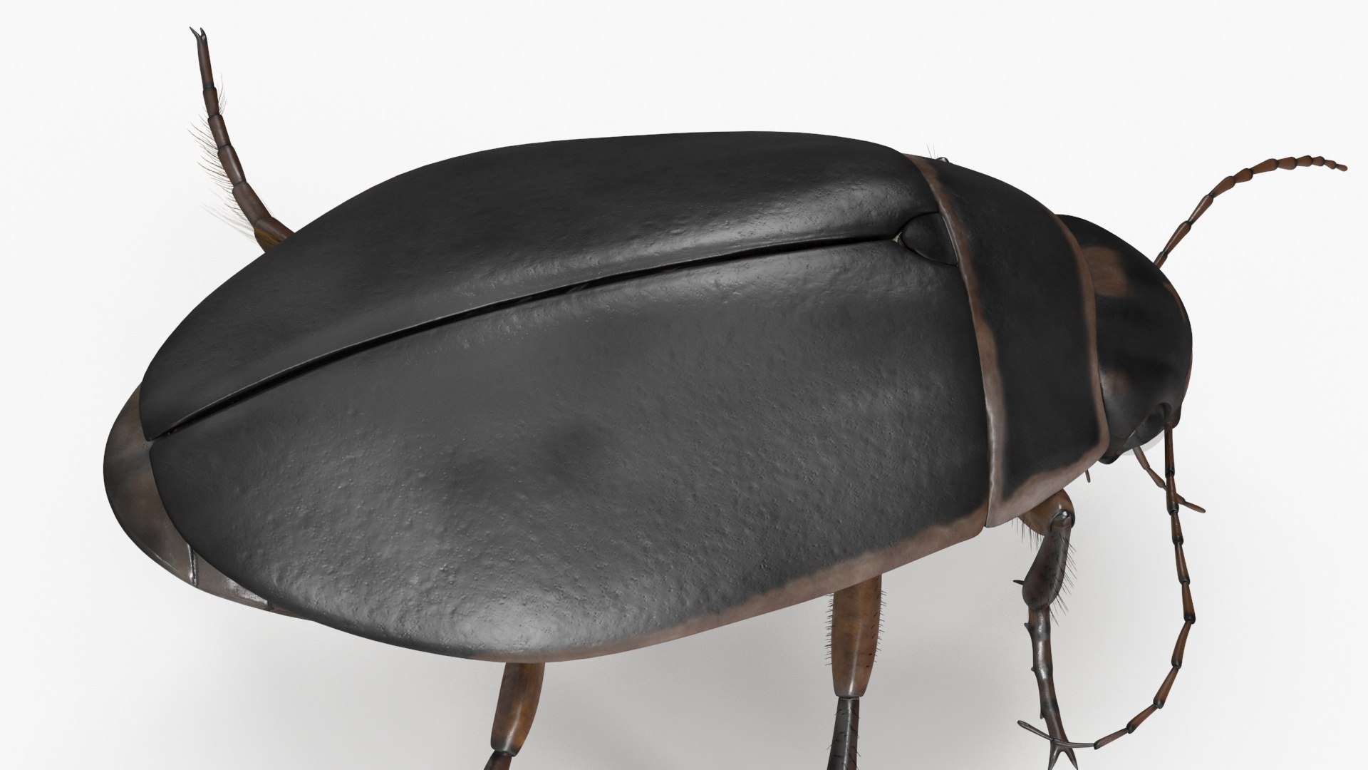 Water Insect Beetle Black Floating 3D - TurboSquid 2248532