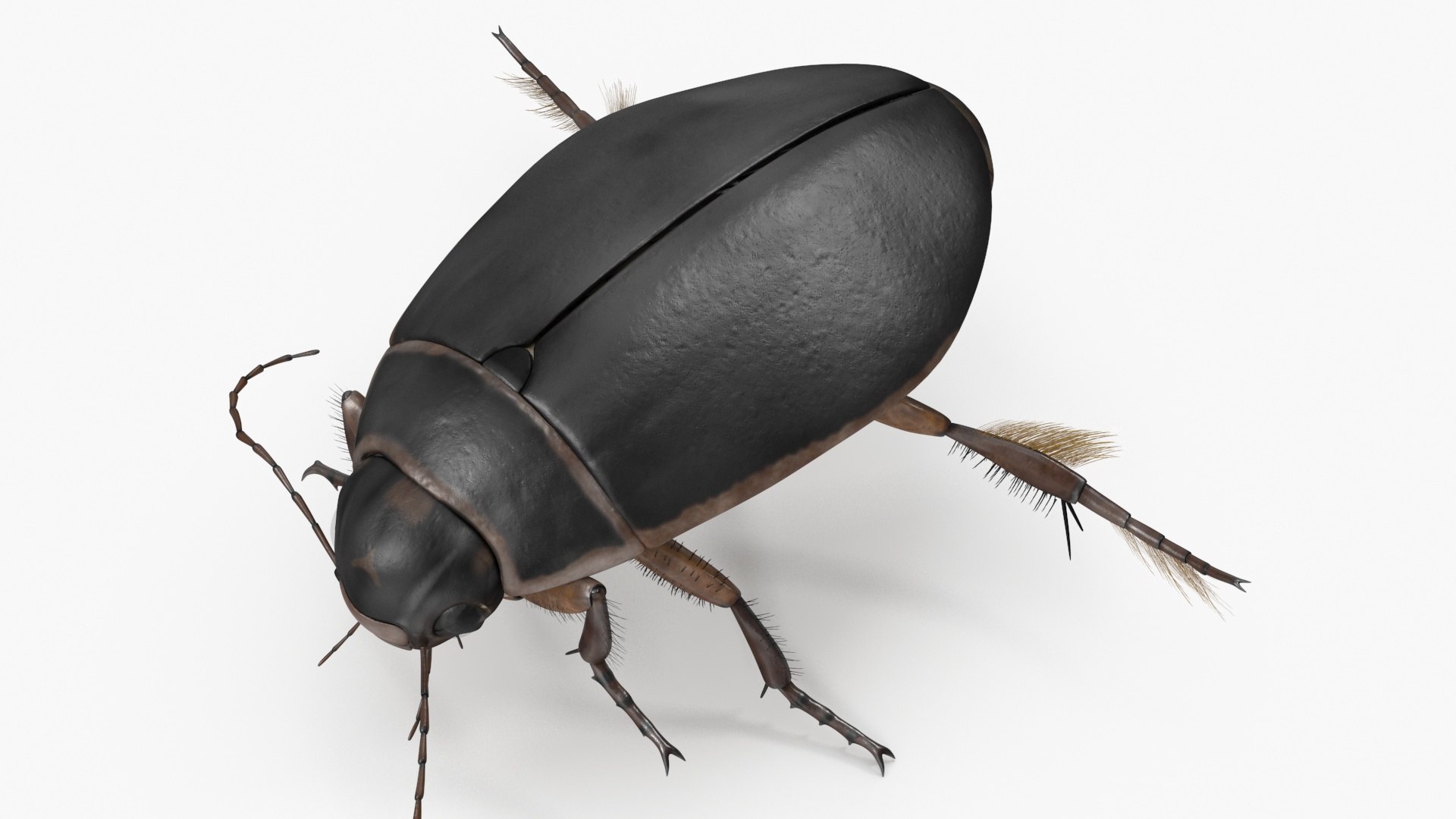 Water Insect Beetle Black Floating 3D - TurboSquid 2248532