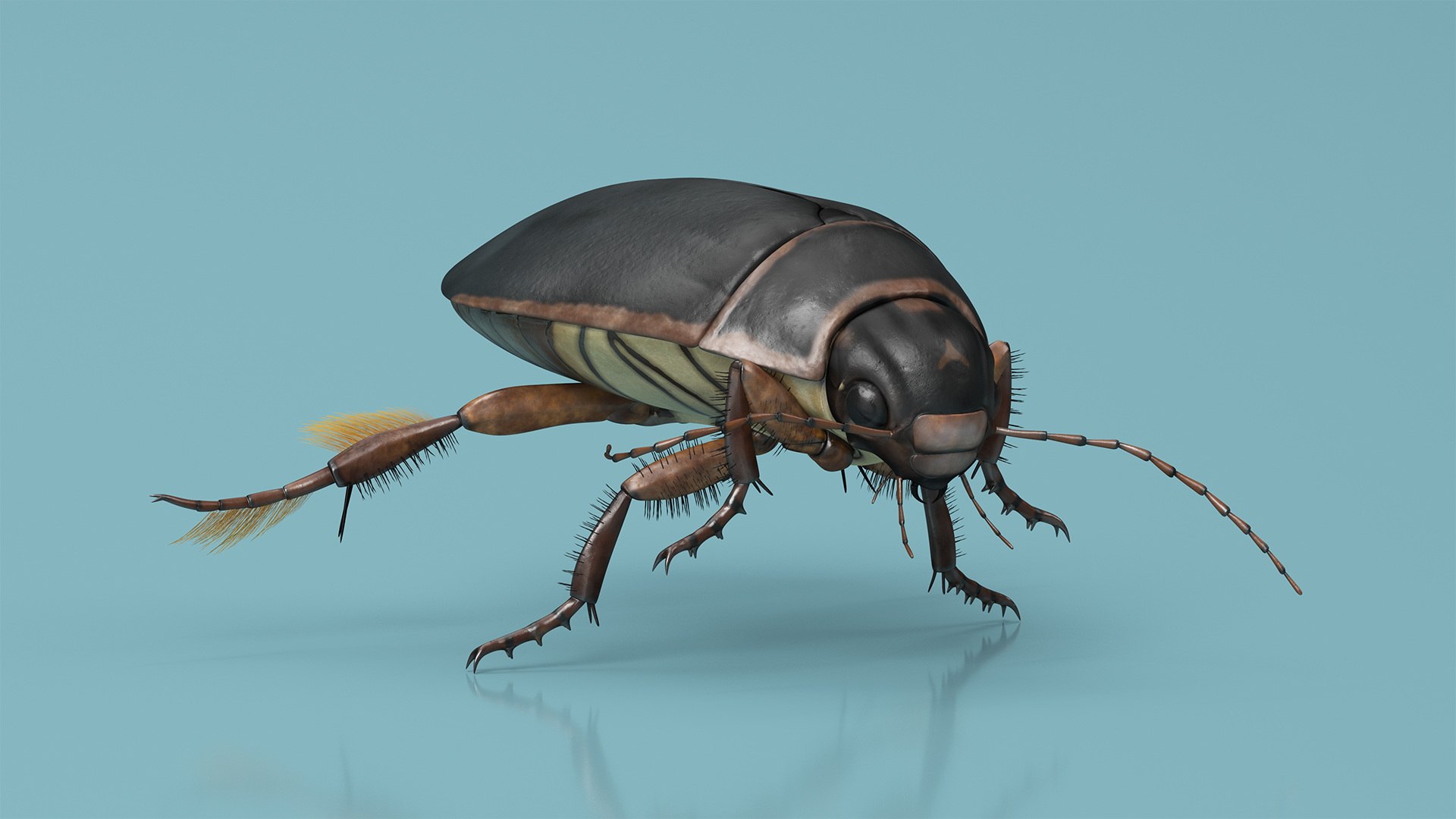 Water Insect Beetle Black Floating 3D - TurboSquid 2248532