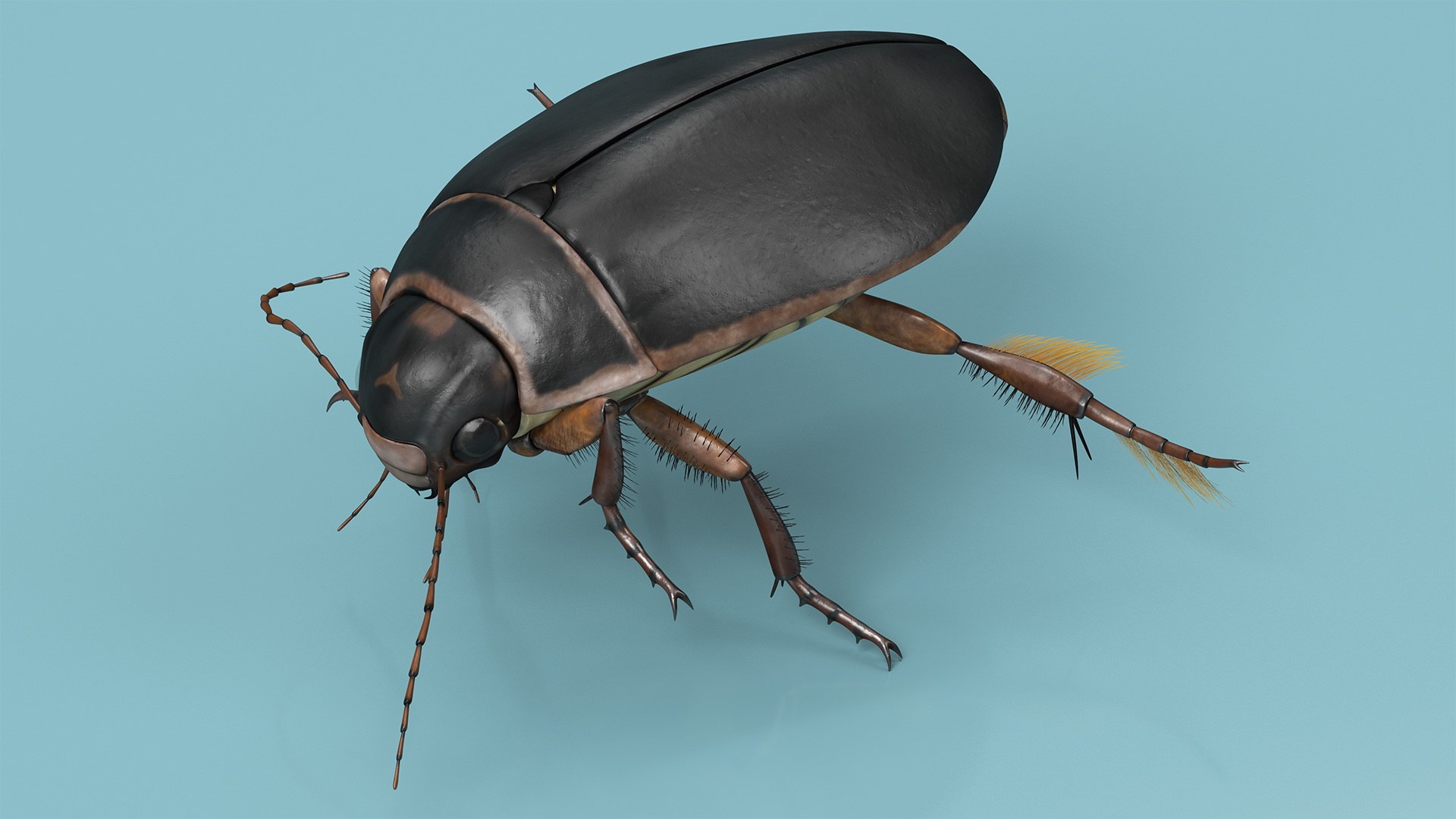 Water Insect Beetle Black Floating 3D - TurboSquid 2248532