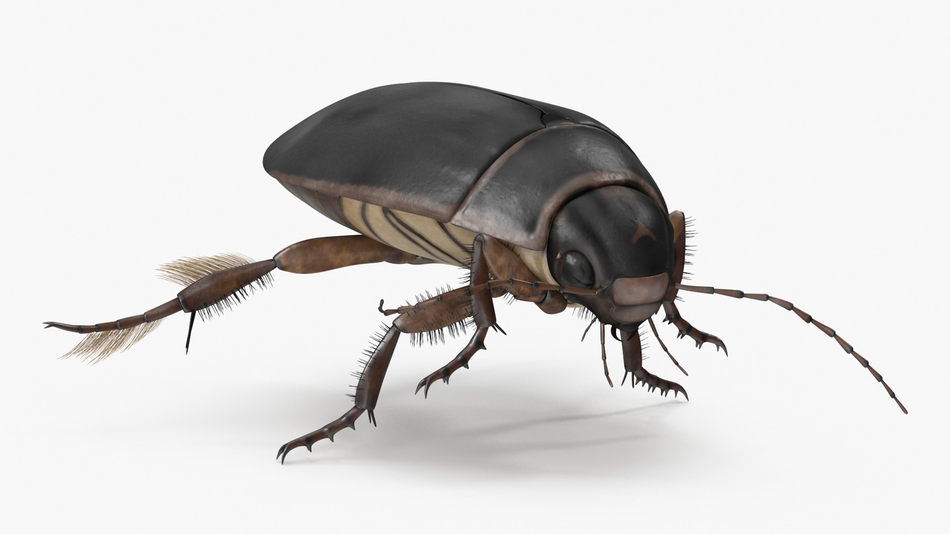 Water Insect Beetle Black Floating 3D - TurboSquid 2248532