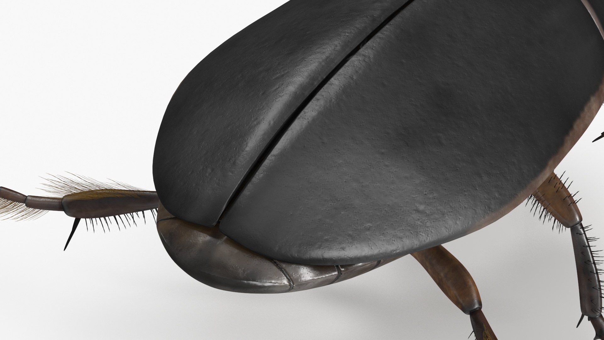 Water Insect Beetle Black Floating 3D - TurboSquid 2248532