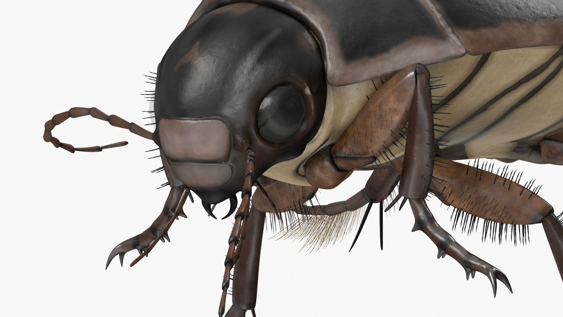 Water Insect Beetle Black Floating 3D - TurboSquid 2248532