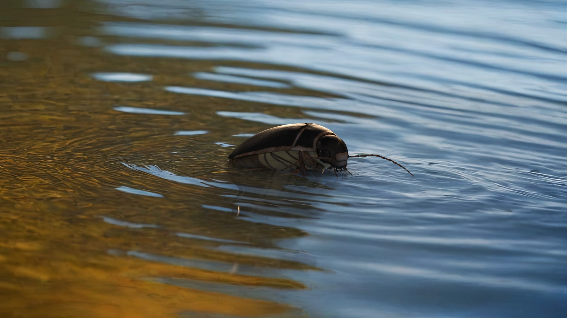 Water Insect Beetle Black Floating 3D - TurboSquid 2248532