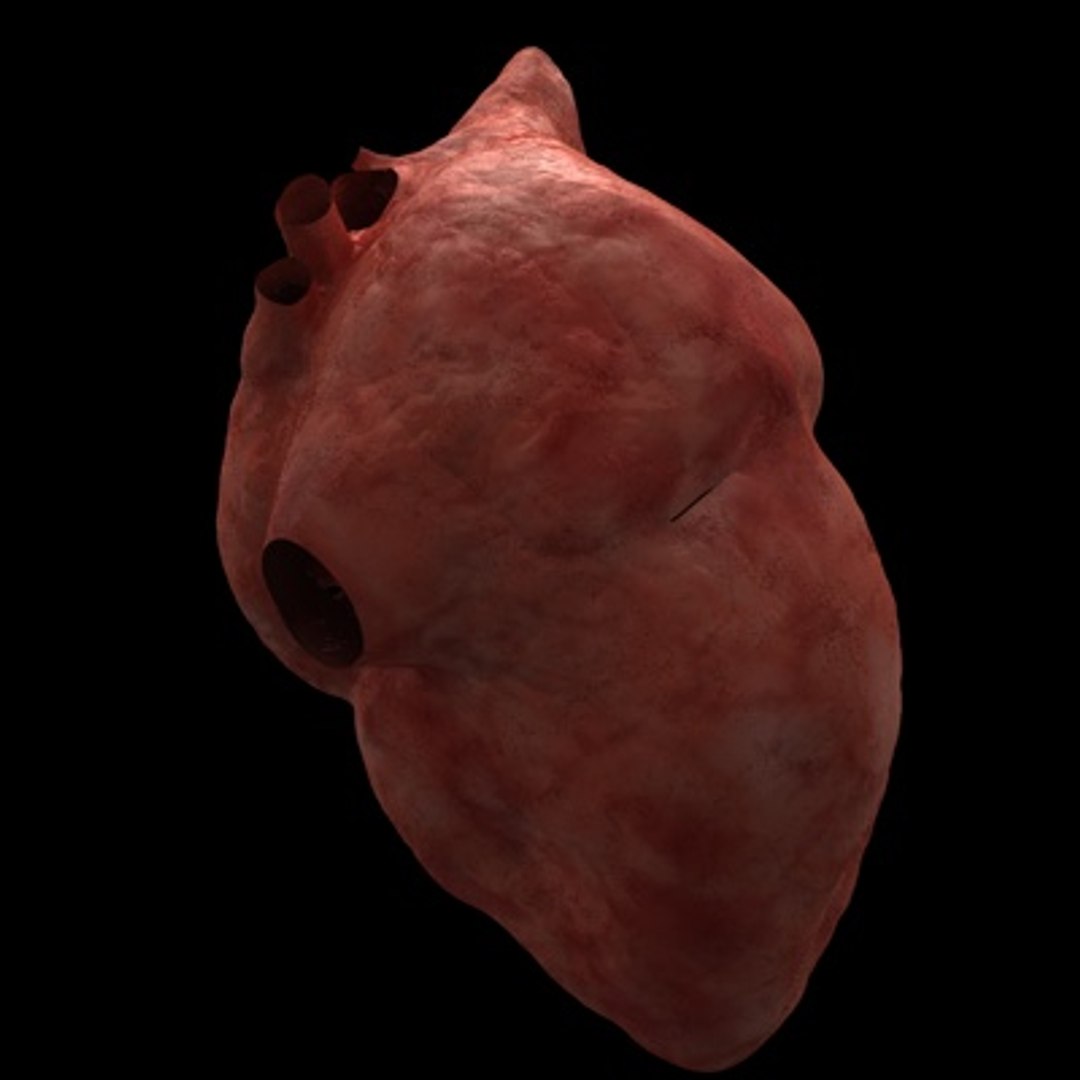 3d model heart