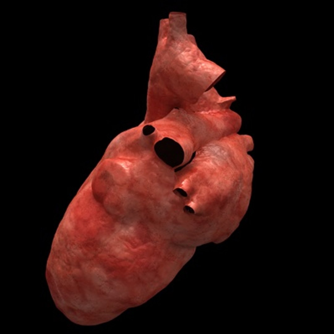 3d Model Heart