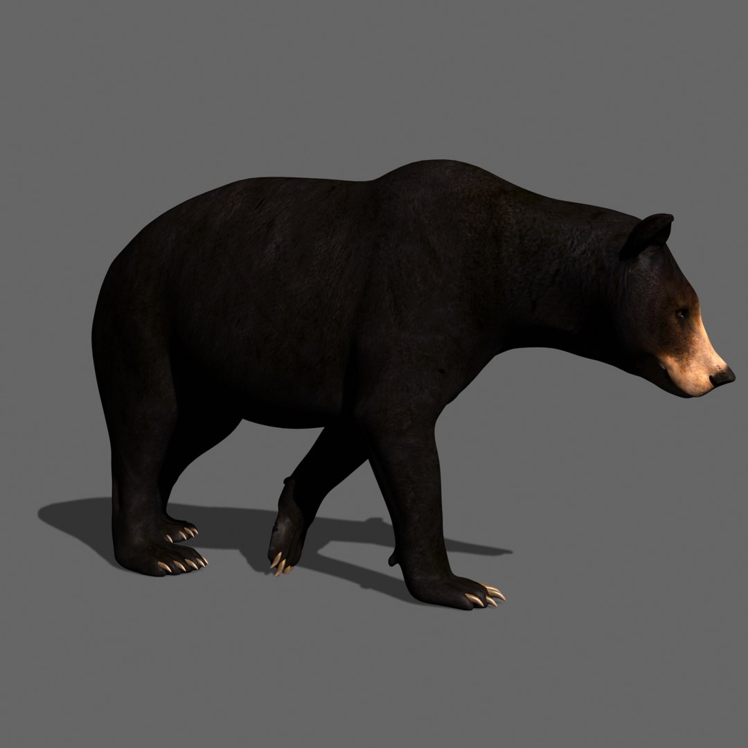 Black bear animation 3D model - TurboSquid 1338465