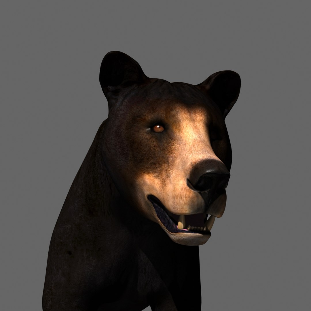 Black Bear Animation 3D Model - TurboSquid 1338465