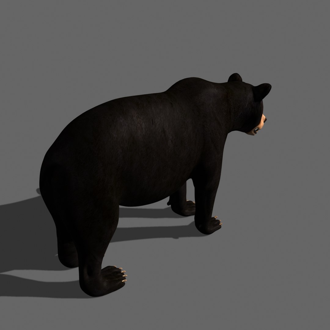 Black Bear Animation 3D Model - TurboSquid 1338465